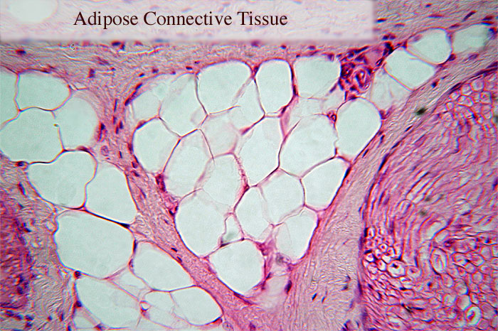 Adipose Connective Tissue